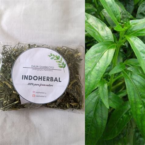 Jual Daun Sambiloto Kering Andrographis Paniculata Shopee Indonesia