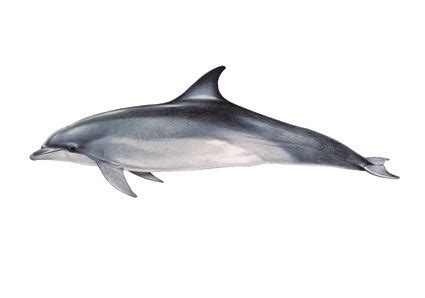 Tursiope Uomo E Natura