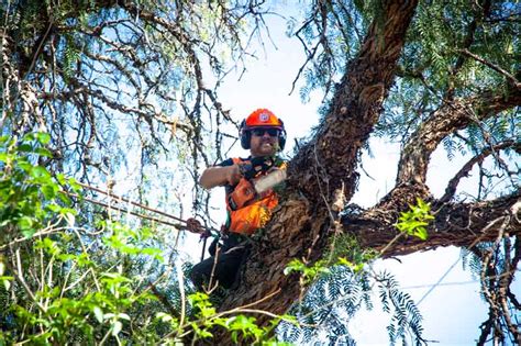 Tree Removal Adelaide Stump Removal Adelaide CTL Services