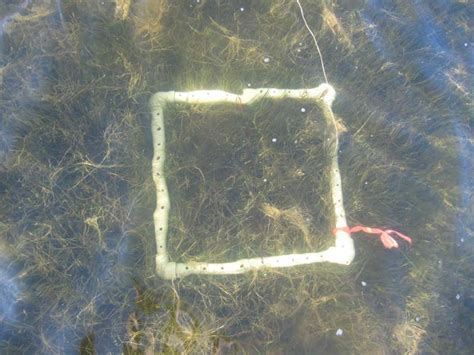 Quadrat For Determination Of Seagrass Percent Coverage By Species