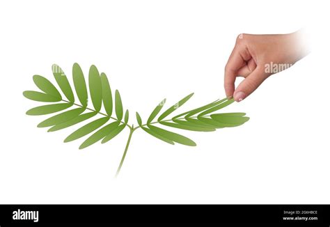 Nastic Movements It Is A Directional Movement In Plants In Response To