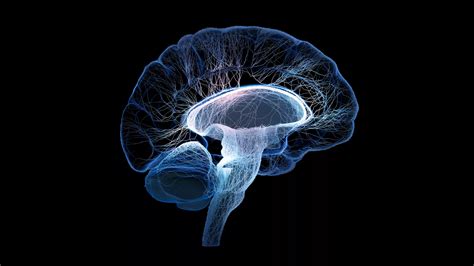 Frontiers In Neuroscience Translational Neuroscience