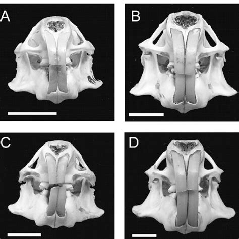 A Sciurognathous Jaw B Hystricognathous Jaw The Angular Process Is