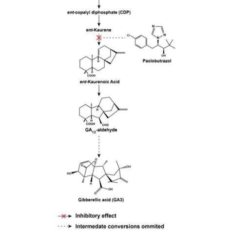 Pdf Effects Of Gibberellin And Gibberellin Biosynthesis Inhibitor Paclobutrazol Applications