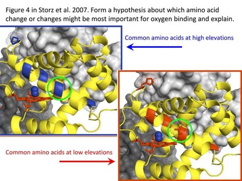 Hemoglobin Lab Presentation Pptx