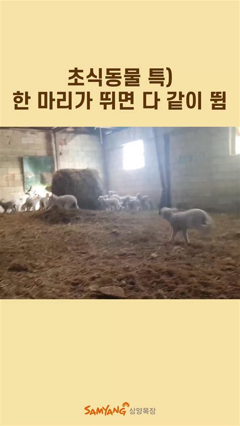 대관령 삼양목장 귀여움 그 잡채🥰 이번 겨울에 태어난 아기양들이 무럭무럭 자라고 있어요