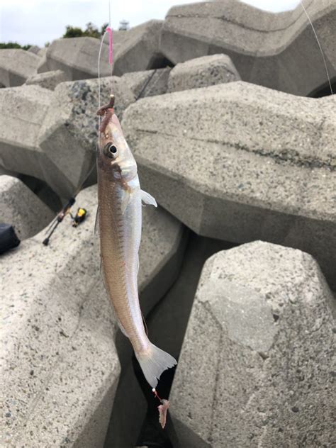 姫路灘浜でキス釣りしました。 釣りにてぃ