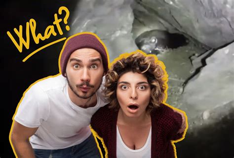 Do Colorado Bears Hibernate