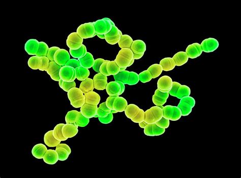 Streptococcus Bacteria Microscope