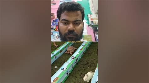 Rabbitturtle Ytshorts Shorts Youtube Trending Viral Lifestyleofficial Youtube