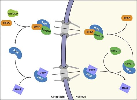 Schematic Illustration Of Pdr6s Nucleocytoplasmic Transport Cycle