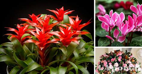 7 кімнатних рослин які цвітуть взимку особливості та догляд за квітами