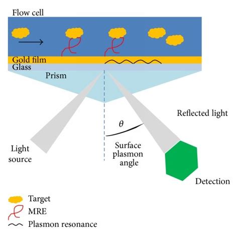 Illustration Of Ssdna Mre Based Surface Plasmon Resonance Biosensors Download Scientific