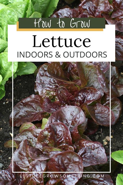 The Complete Guide On How To Grow Lettuce Indoors And Out Artofit