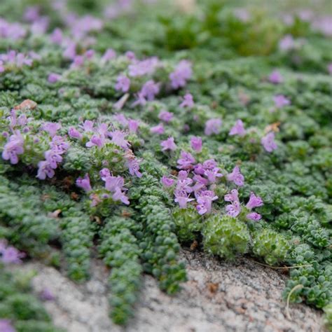 Dwarf Creeping Thyme