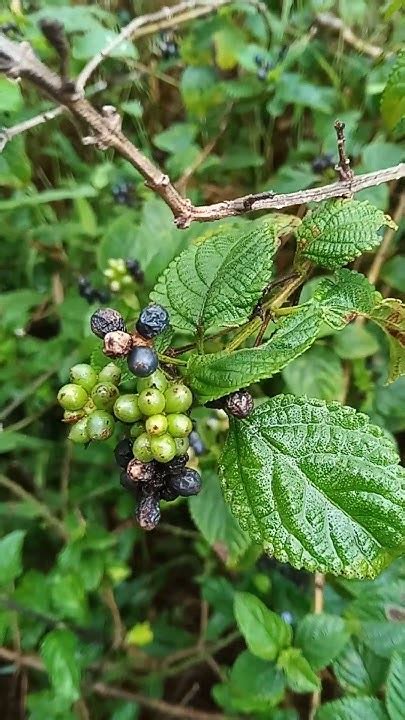 හිඟුරු මල් පරවෙලා ගෙඩි හැදිලා ඉදුණු ගෙඩි කිනිතුල්ලො වගේ නෙ Nature Fruit Gardenworld Shorts