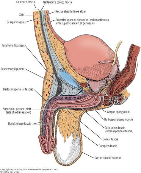 Transurethral Resection Of The Prostate Turp A Precise Solution For Prostate Problems Artofit