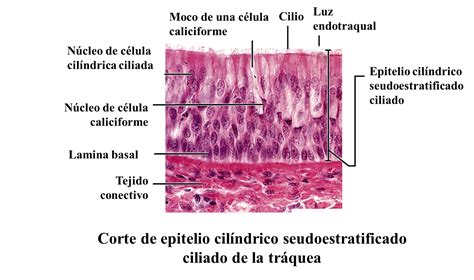 Tejido Epitelial De La Piel Y La Piel Epitelio Cilindrico