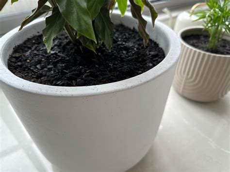 What Are These Tiny Bugs R Houseplants