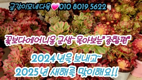 금강이모네다육 꽃다발보다 더 예쁜 군생다육종합편💗몰아보기💗 Youtube