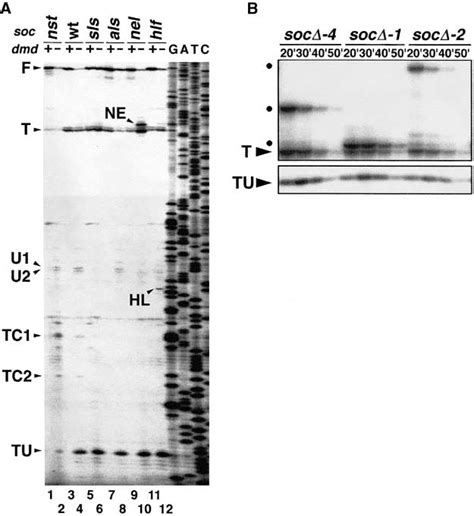 —primer Extension Analysis Of Soc Transcripts A T4 Mutants Used Are Download Scientific
