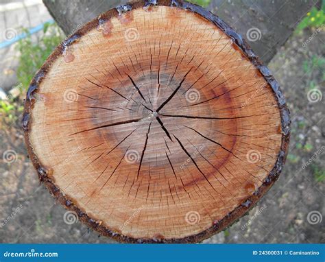 Structure Of Tree Stock Image Image Of Nature Macro 24300031