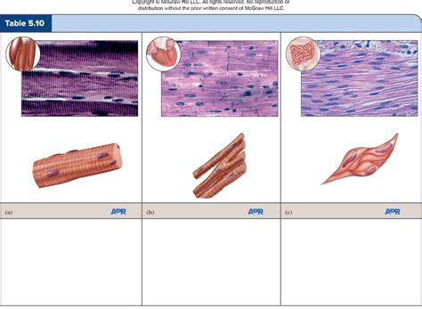 Muscle Tissue Labeling Diagram Quizlet