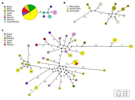 Median Joining Networks Based On Partial Coi Sequences Download Scientific Diagram