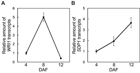 An Efficient Method For The Isolation Of Highly Purified Rna From Seeds For Use In Quantitative