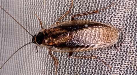 Pennsylvania Wood Cockroach Facts Identification And Pictures