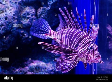 Institute Building Marine Aquarium And Science Museum For Thai People Traveler Travel Visit