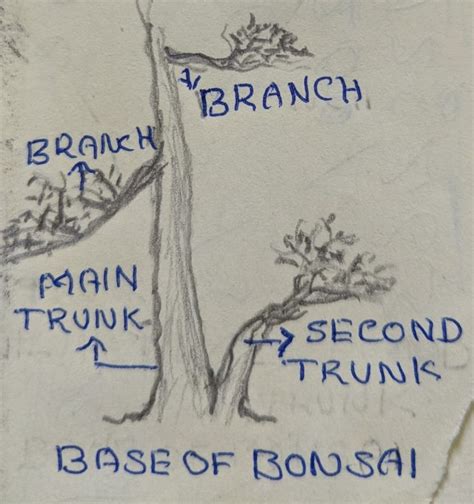 Difference Between Branch And Trunk In Bonsai Plants