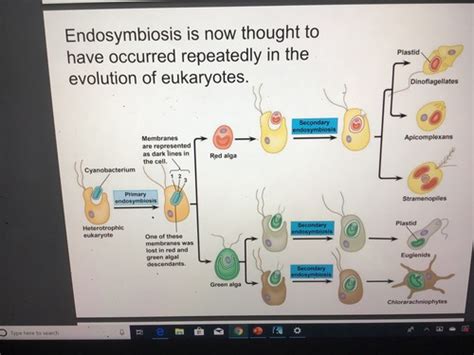 Protist Flashcards Quizlet