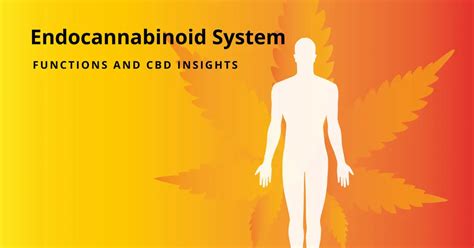 Unlocking The Endocannabinoid System Functions And Cbd Insights Urhemped
