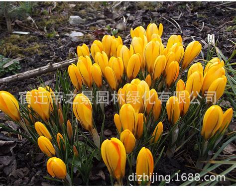 藏红花种球苗种子盆栽花卉番红花西红花家庭园艺耐寒植物球根花卉 阿里巴巴