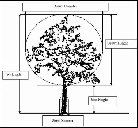 Tree Geometry Parameters Download Scientific Diagram