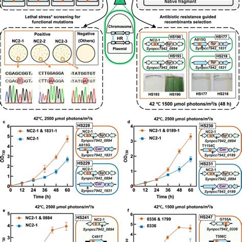 Identification Of The Functional Mutations Contributing To The Improved Download Scientific
