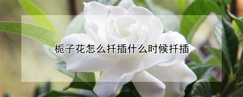 栀子花怎么扦插什么时候扦插 发财农业网