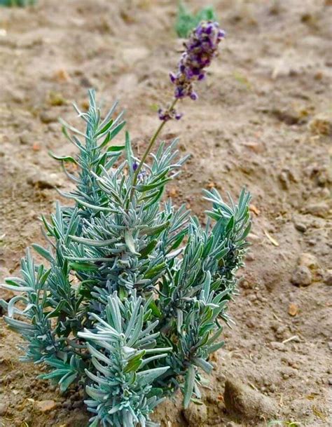 На Хмельниччині створили лавандовий «прованс XМ ІНСАЙД