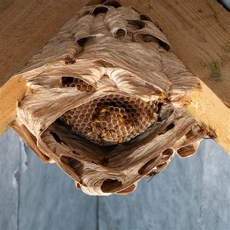 Hornet Exterminator Services Pest Pros