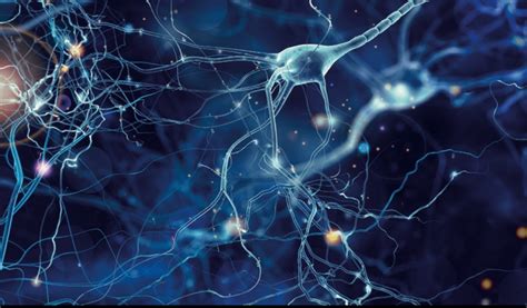 Microgravity And Its Effects On The Human Brain Room Space Journal