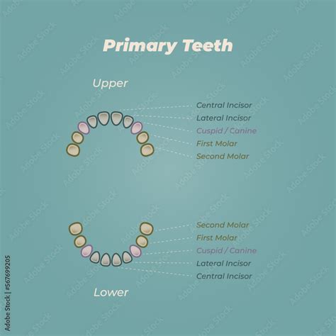 Medical Dental Diagram Illustration Orthodontist Human Tooth Anatomy Vector Infographics With