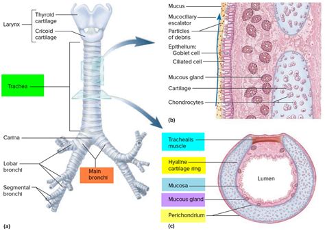 Trachea Anatomy And Function Trachea And Esophagus Location