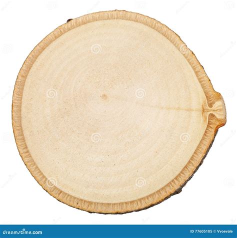 Cross Section Of Birch Tree Trunk Isolated Stock Image Image Of