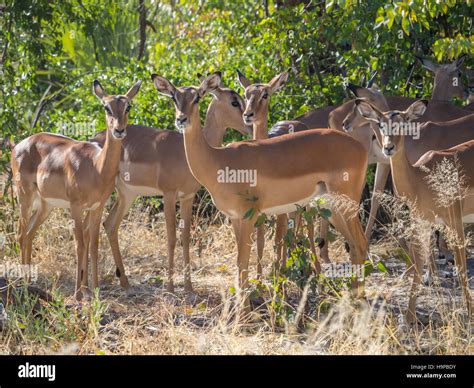 Small Herd Of Female Impala Antelopes In Tree Savannah Environment
