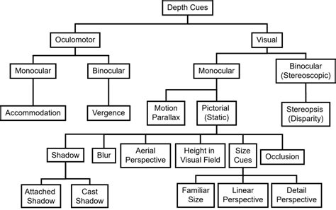Diagram Of Lecture 6 Depth Perception Quizlet