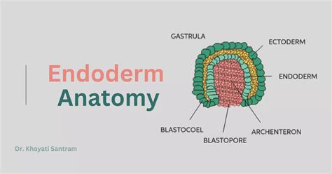 Endoderm Anatomy Pdf