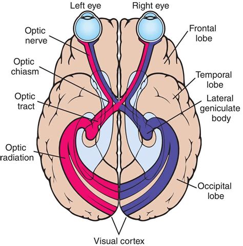 Primary Visual Pathway Is Best Described As