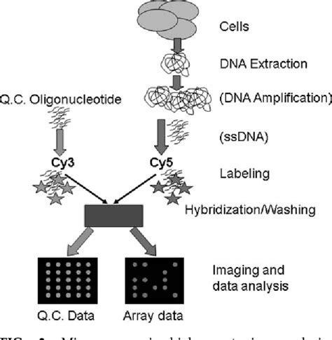 Figure 1 From Food Microbial Pathogen Detection And Analysis Using Dna Microarray Technologies