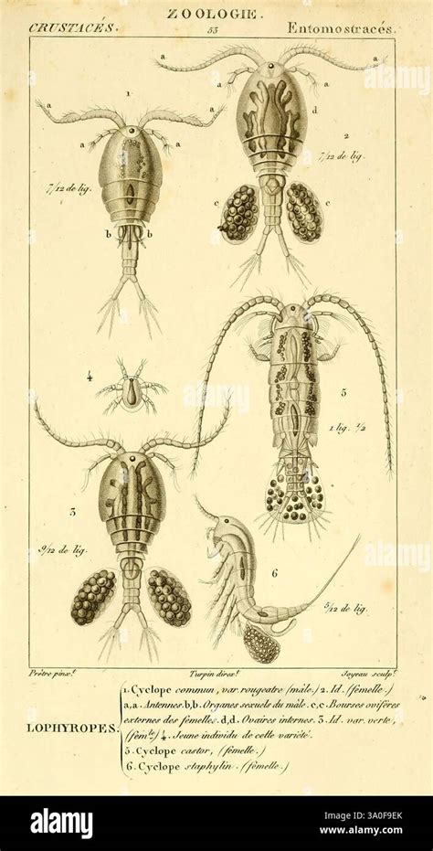 Considérations Générales Sur La Classe Des Crustacés Paris Fg